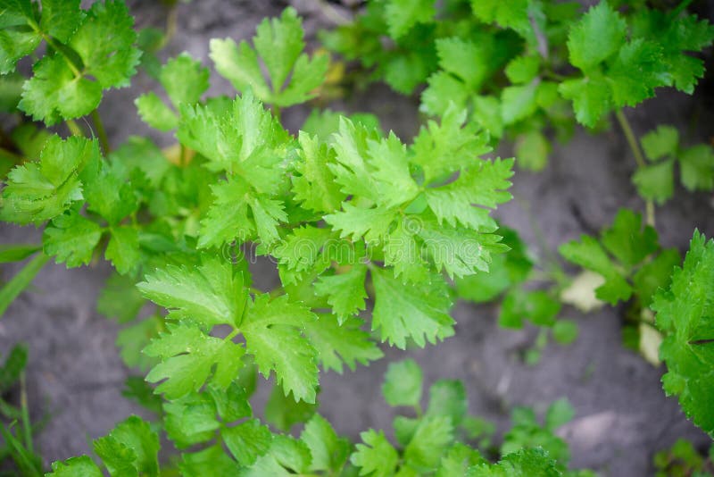 Apio Graveolens Es Una Planta De Marismas De La Familia Apiaceae Foto ...