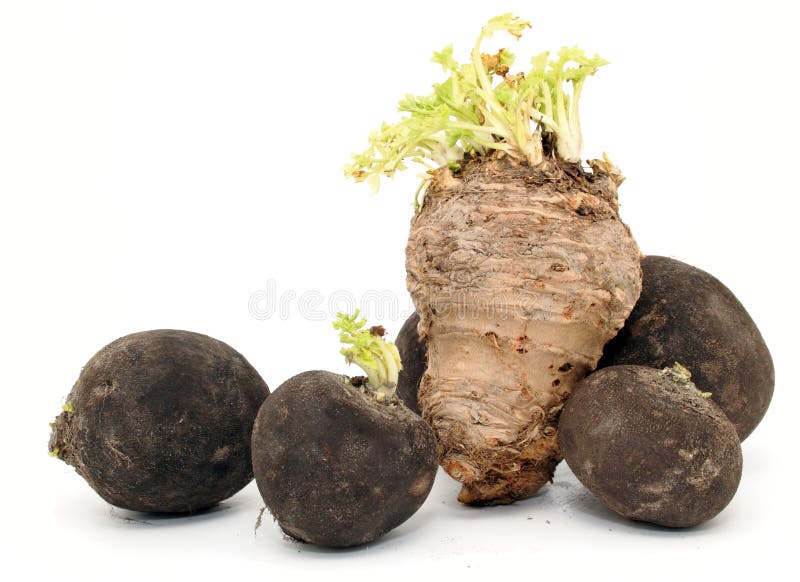 Apio nabo y rábanos negros imagen de archivo. Imagen de celeriac - 13847535