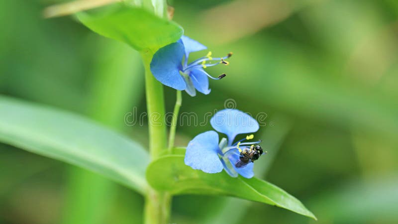 Apis florea on flower. stock photo. Image of apis, closeup - 144121688