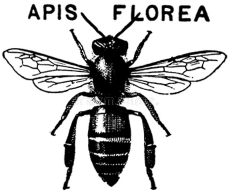 Apis-florea-OA Picture. Image: 83039170