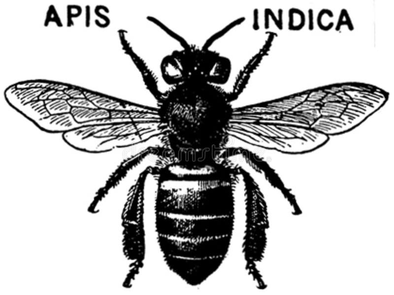 Apis-indica-OA stock image. Image of - 83041631