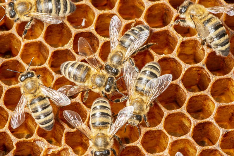 Apis Mellifera Bee - Bee Worker Stock Photo - Image of beeswax, detail ...