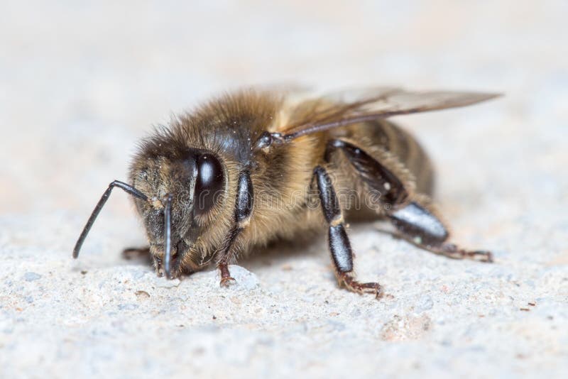 Apis Mellifera Honey Bee Posed on a Concrete Floor Stock Image - Image ...