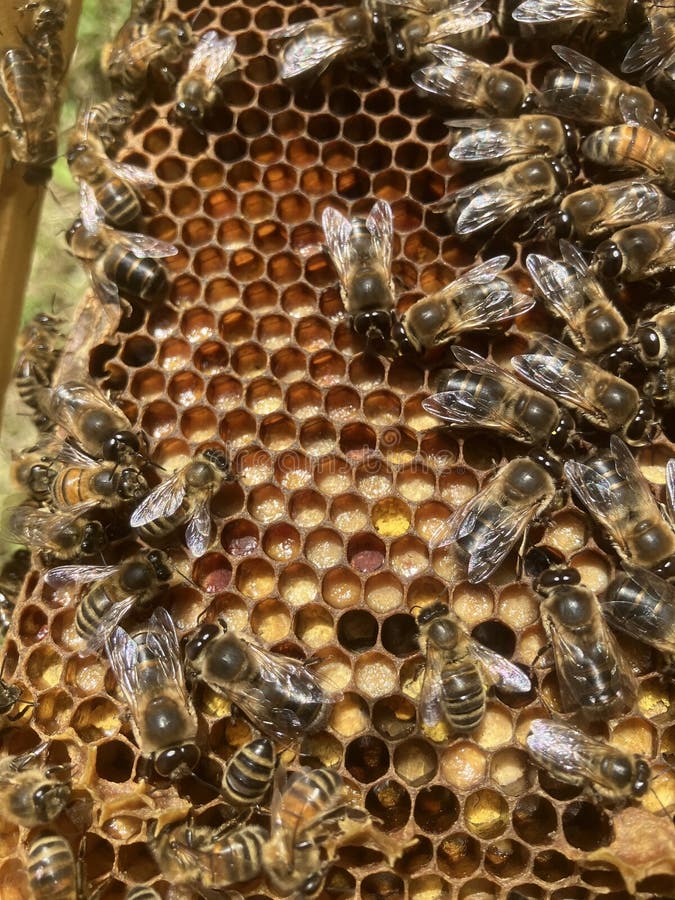 Apis Mellifera Honeybee Drones (males) are Seen on a Frame of Pollen ...