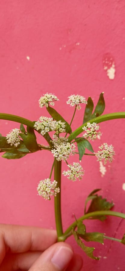 Apium graveolens stock image. Image of lilac, plant - 264664777
