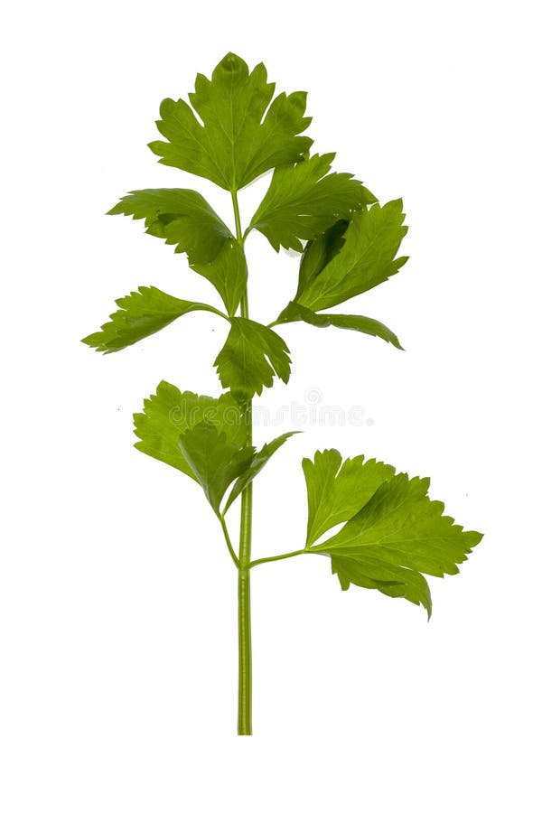 Apium Graveolens,secalinum,celery on White Background Stock Photo ...