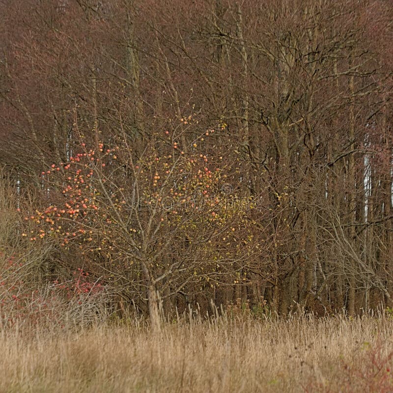 Aple Tree in Front of a Forest in Paldiski, Estonia Stock Image - Image ...