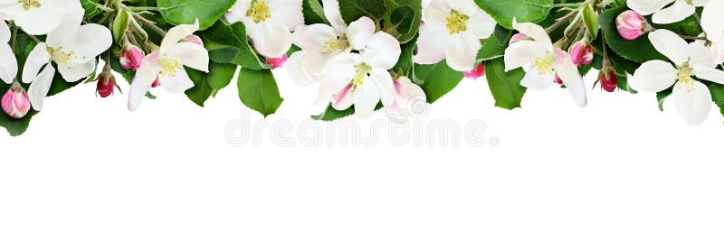 Aplle Tree Flowers Buds Border Stock Photos - Free & Royalty-Free Stock ...