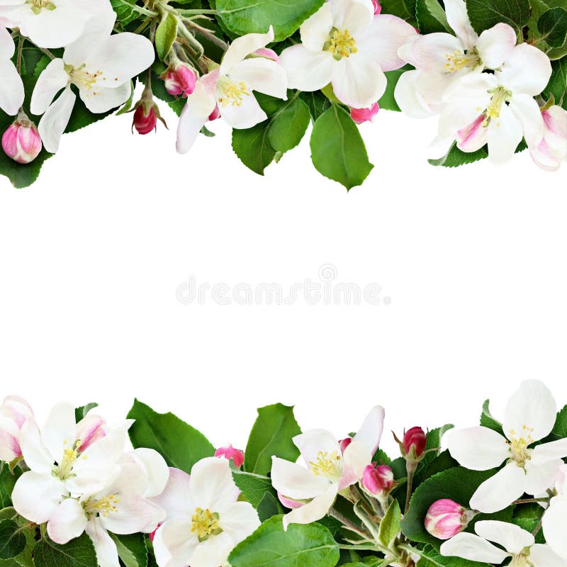 Apple Tree Borders Stock Photos - Free & Royalty-Free Stock Photos from ...