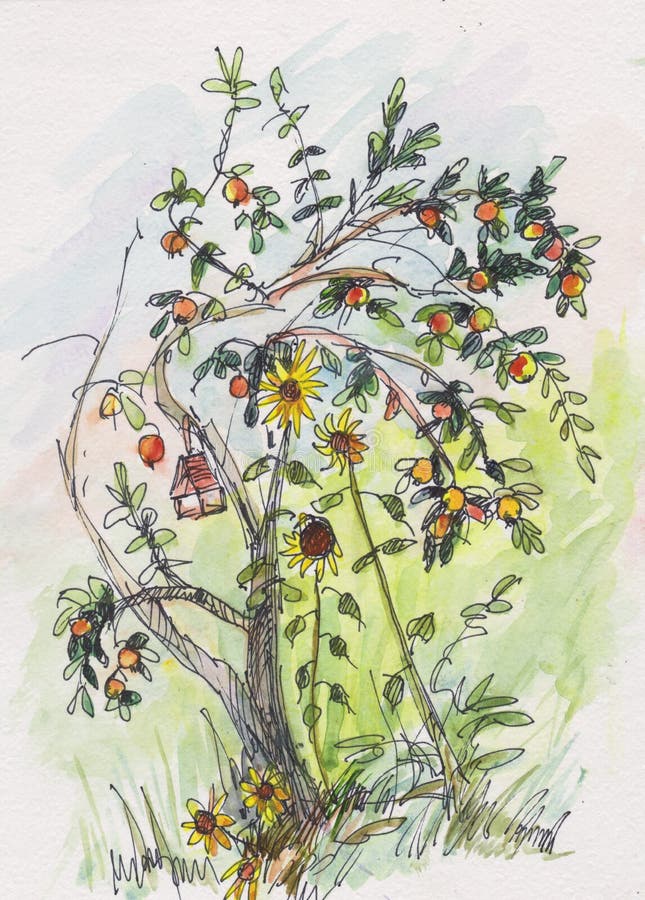 Aplle Tree and Sunflower in August Stock Photo - Image of aquarelle ...