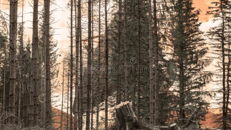 Apocalyptic Forest Landscape after Bark Beetles Apocalypse in Beskydy ...