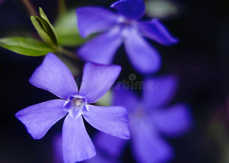 Apocynaceae flower stock photo. Image of bodendecker - 38933376