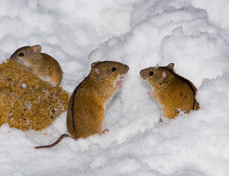 Apodemus Agrarius, Striped Field Mouse Stock Photo - Image of bread ...