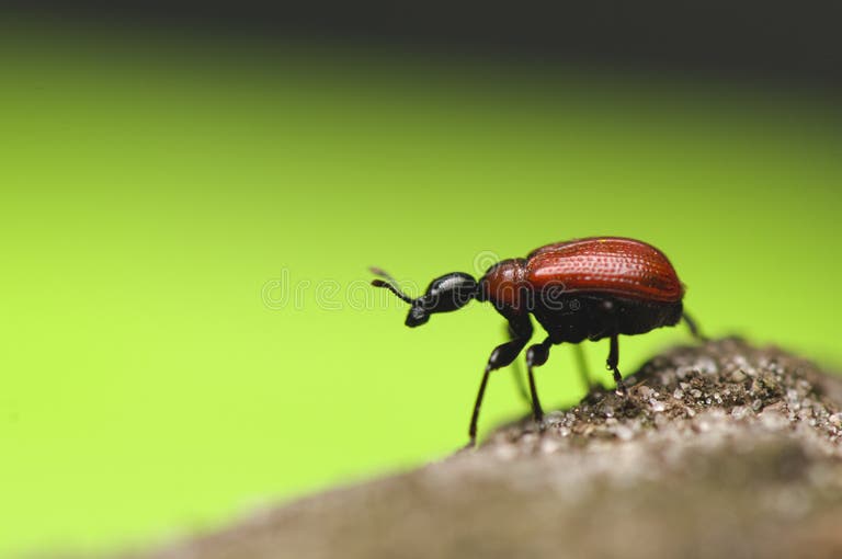 Apoderus coryli stock image. Image of closeup, color - 25120857