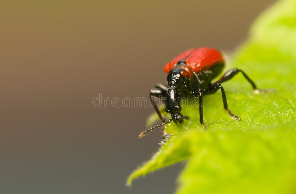 Apoderus coryli stock image. Image of micro, tenebrionidae - 28936019