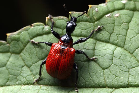 Apoderus coryli stock image. Image of insect, beetle - 152059071