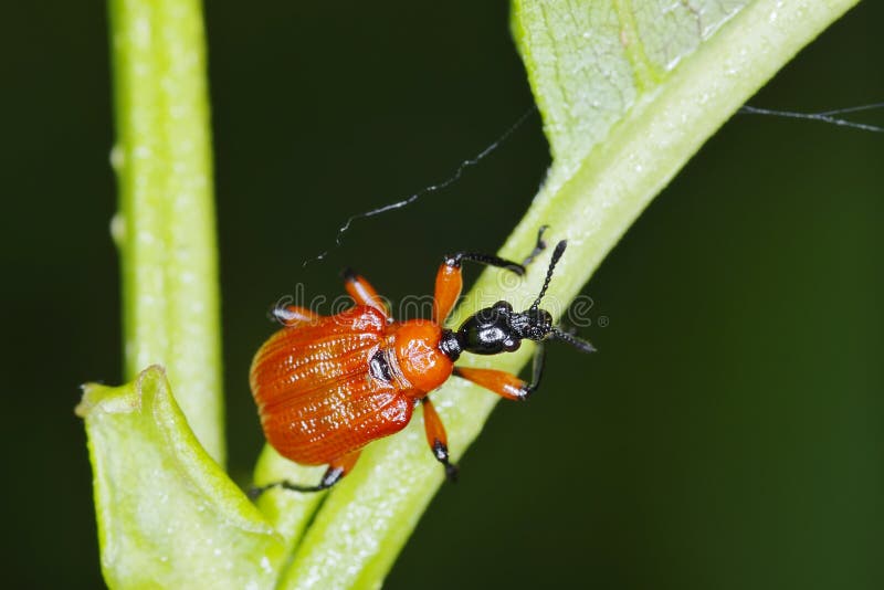 Apoderus coryli stock photo. Image of outdoor, orange - 75851344