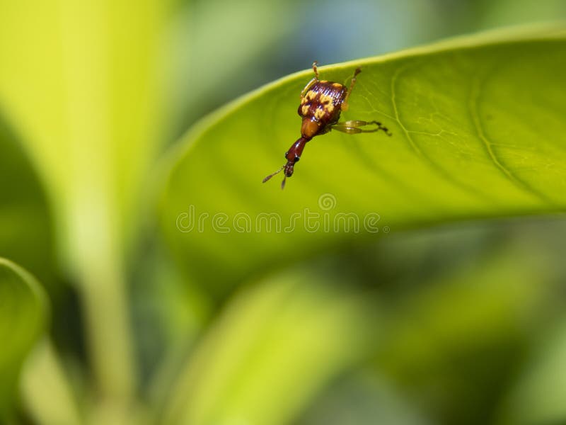 Apoderus longicallis stock image. Image of black, polyphaga - 137795867