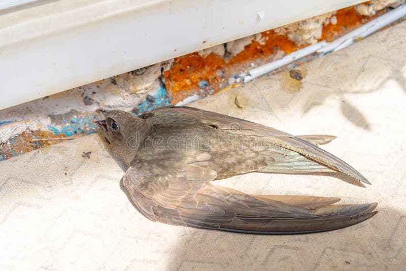 Apodes Flew To the Man in the House Stock Image - Image of little ...