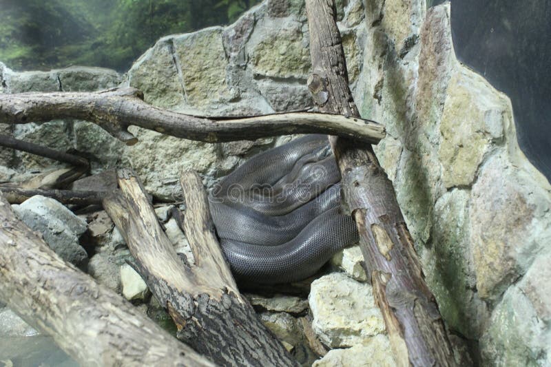 Papuan Black Snake Stock Photos - Free & Royalty-Free Stock Photos from ...