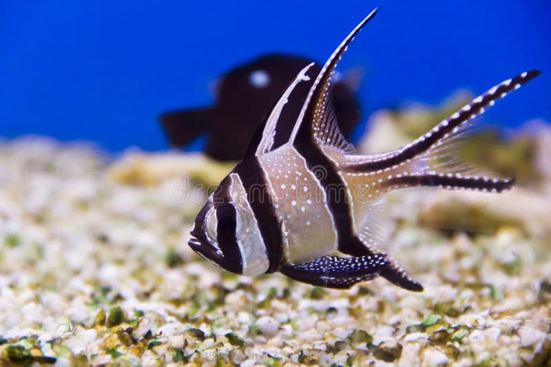 Fish Apogon, Cardinalfish Banggai, Sphaeramia Nematoptera Stock Image ...