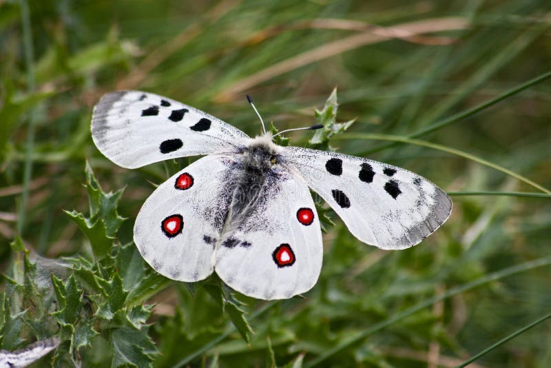 Apollo butterfly stock image. Image of species, white - 34020035