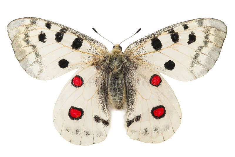 Apollo Butterfly (Parnassius Apollo) Stock Image - Image of single ...