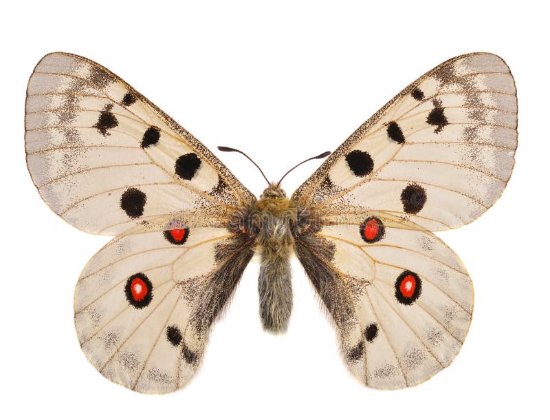 Apollo butterfly stock photo. Image of pretty, bright - 1819202