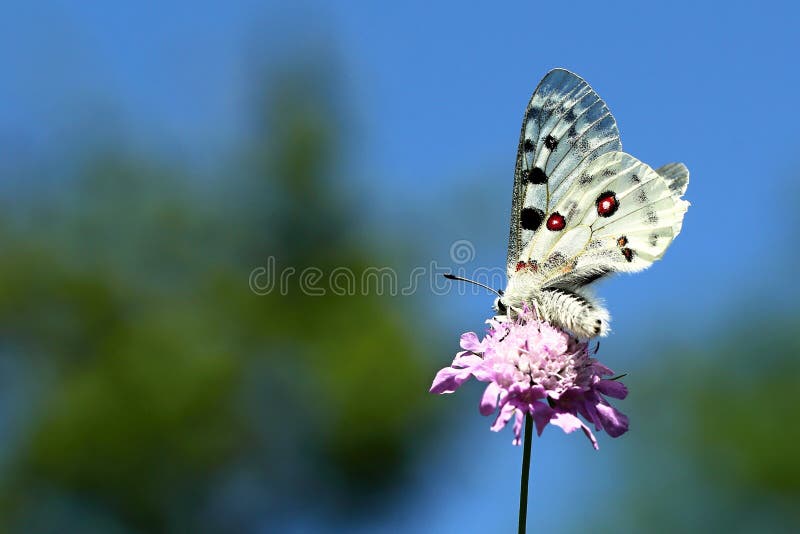 Apollo butterfly stock photo. Image of pretty, bright - 1819202
