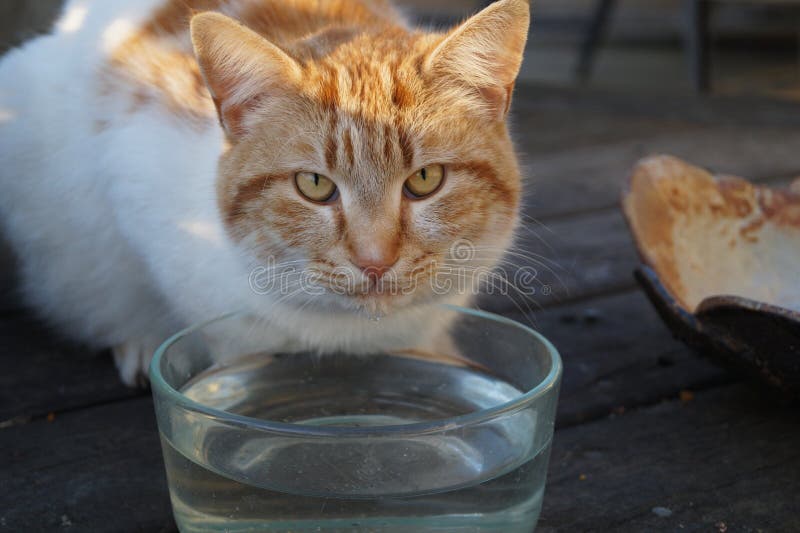 Apollo stock photo. Image of kitteh, feral, drinking - 176718552