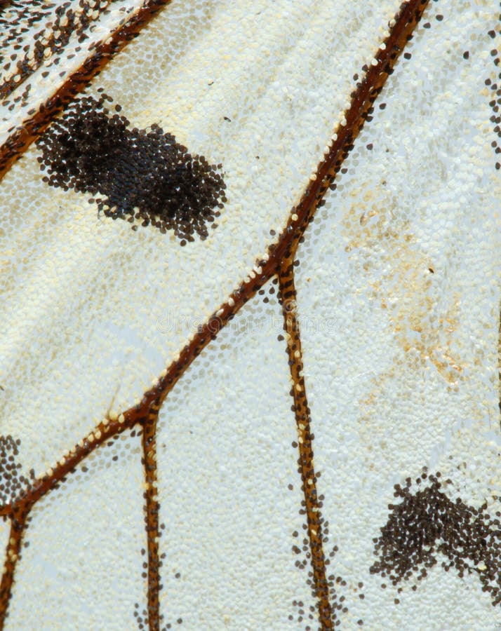 Apolo Butterfly Back Wing Pattern Stock Photo - Image of entomology ...
