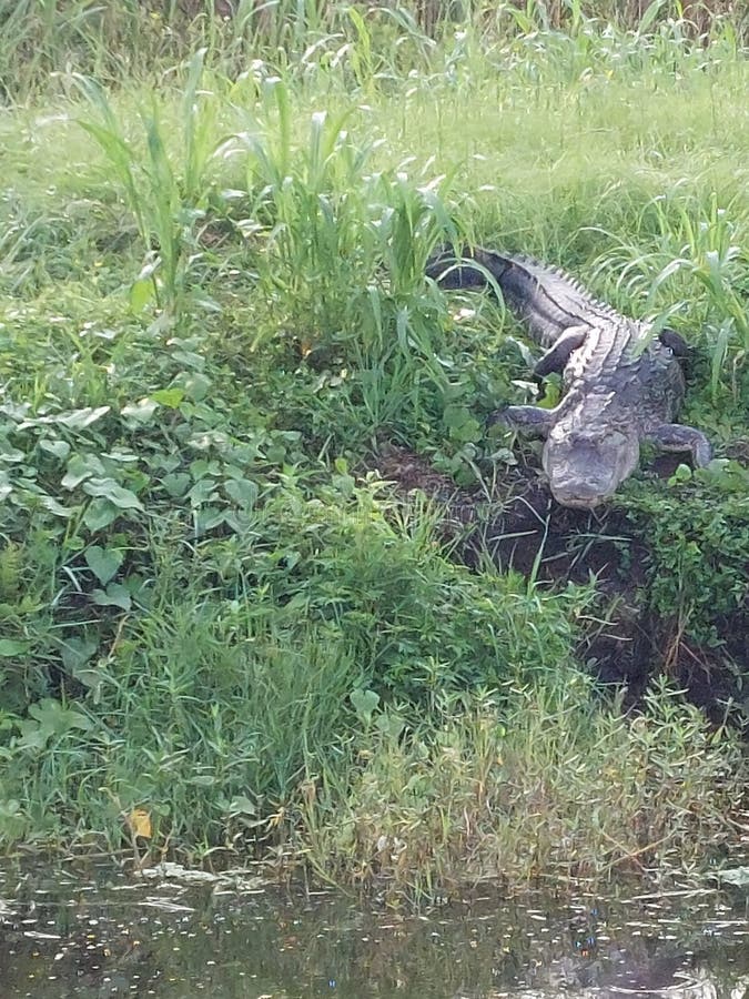 Apopka fla gator sunning stock photo. Image of sunning - 230129118