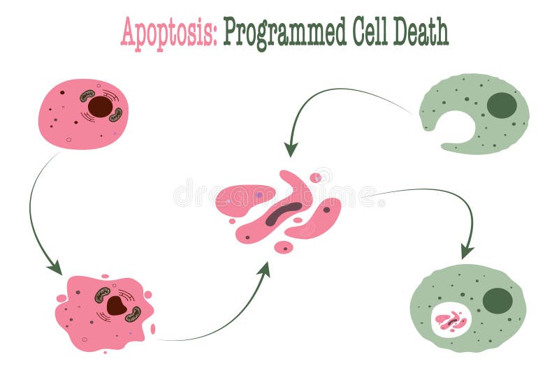 Apoptosis: Programmed Cell Death Stock Vector - Illustration of drawing ...