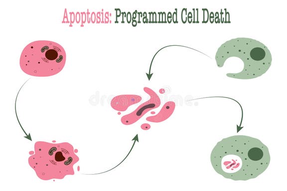 Apoptosis: Programmed Cell Death Stock Vector - Illustration of drawing ...