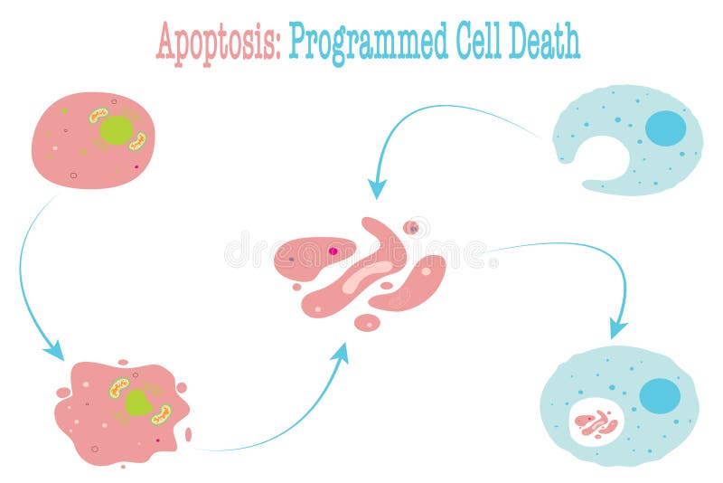 Apoptosis Vector Illustration Diagram Stock Illustration - Illustration ...