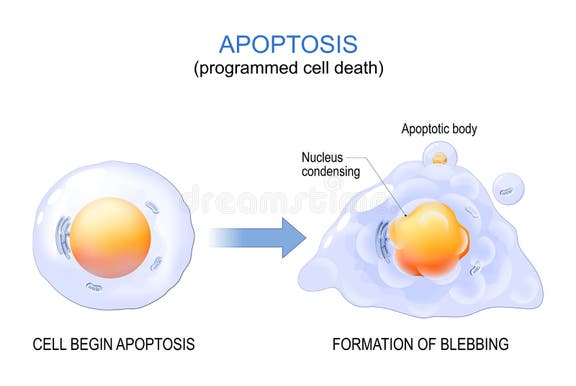 Apoptosis. Programmed Cell Death Stock Vector - Illustration of death ...