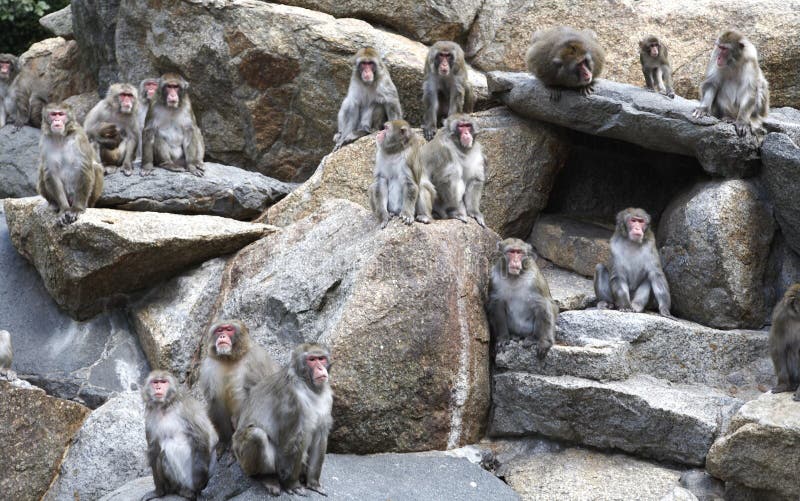 Apor fotografering för bildbyråer. Bild av sitt, tropiskt - 7376753