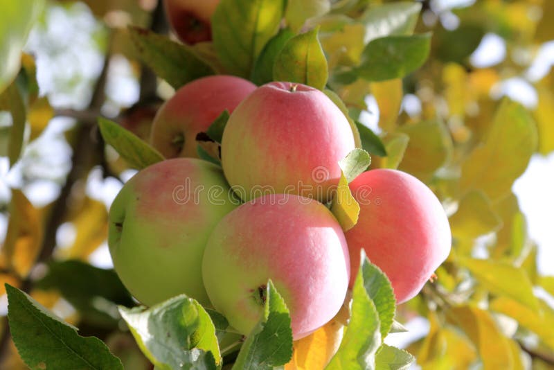 Dog with aport stock photo. Image of abstract, effect - 102917466