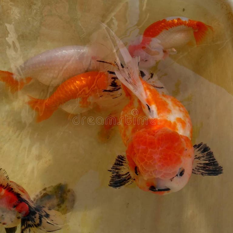 Appa stock image. Image of orandaappafemale, called - 271098489