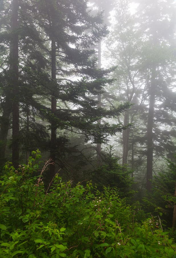 Appalachian Trail Environment at High Elevation Stock Photo - Image of ...
