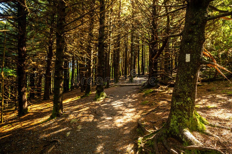 Appalachian Trail Marker on Tree Heading Up Round Bald Stock Image ...