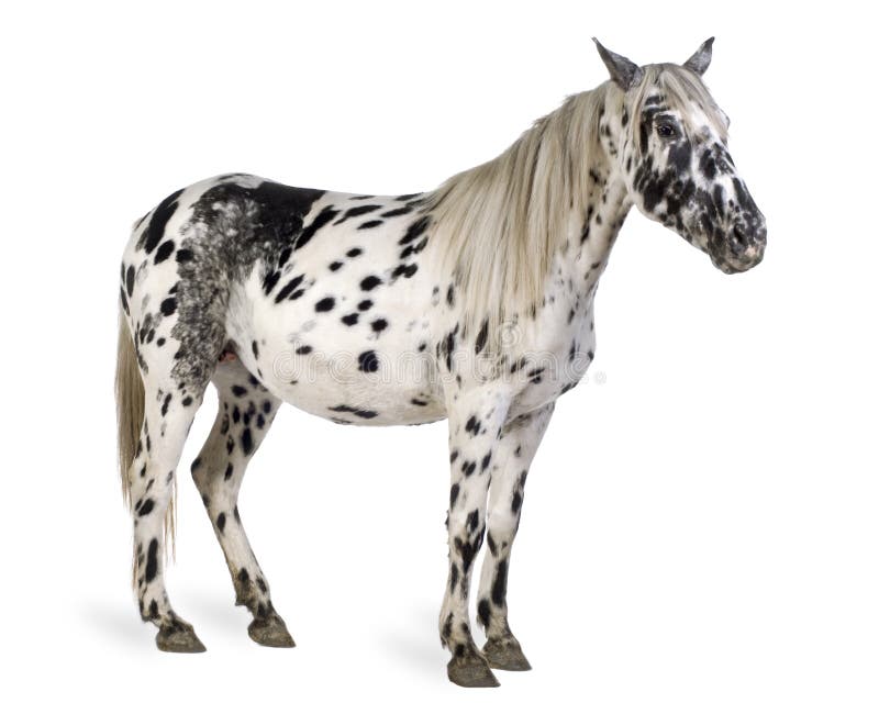 Appaloosa horse stock photo. Image of appaloosa, cattle - 3914424