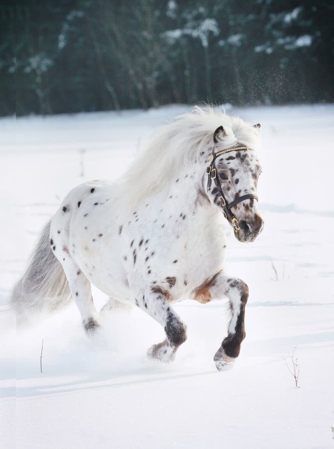 Appaloosa pony in snow stock photo. Image of appaloosa - 21511680