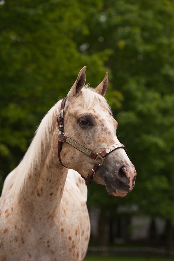 Appaloosa Horse Portrait Headshot of Appaloosa Horse with Spots and ...