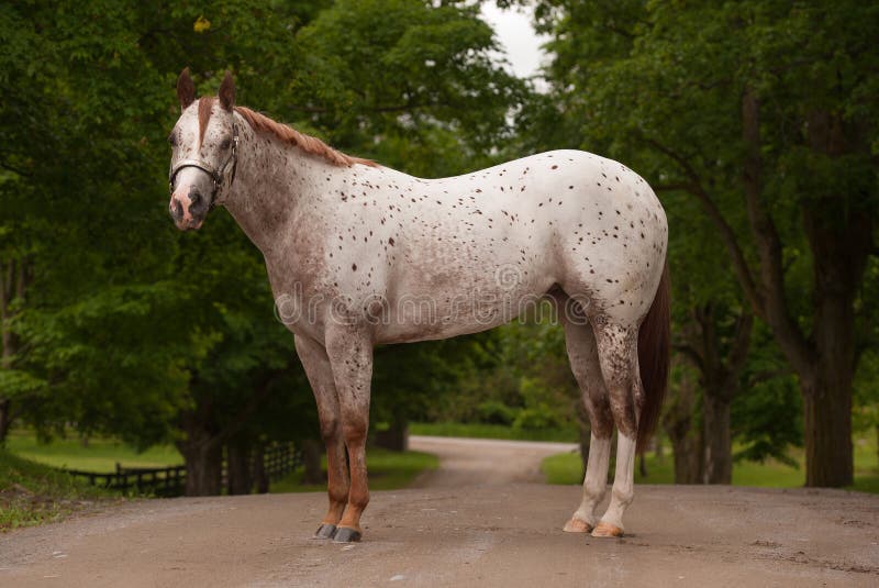 Conformation Shot of Grey Appaloosa Stallion with Brown Spots Well ...