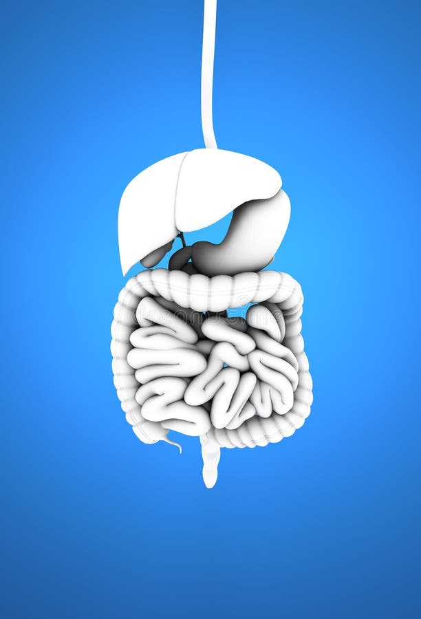 Tratto digerente illustrazione di stock. Illustrazione di raggi - 43895476