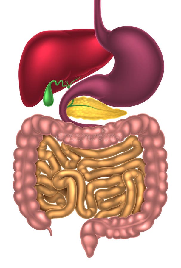 Diagramma Del Tratto Gastrointestinale Dell'apparato Digerente ...
