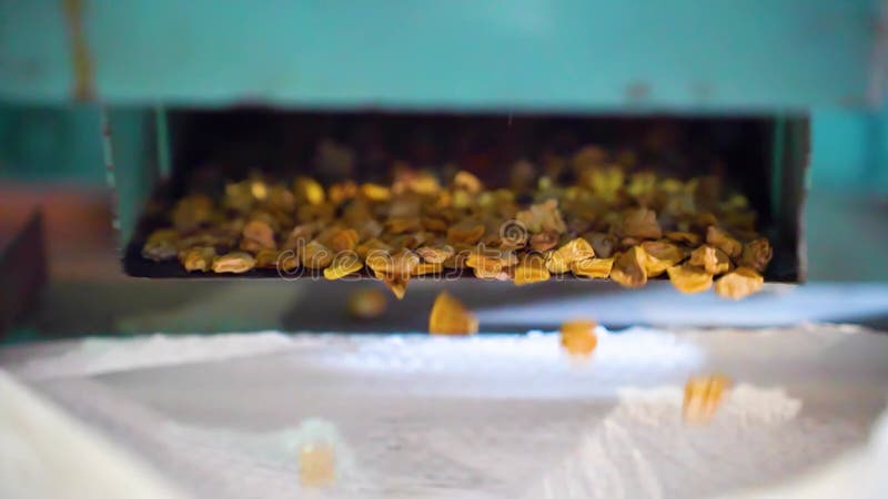 Apparatus for Drying and Bagging Corn Kernels. Dried Corn Grains in ...