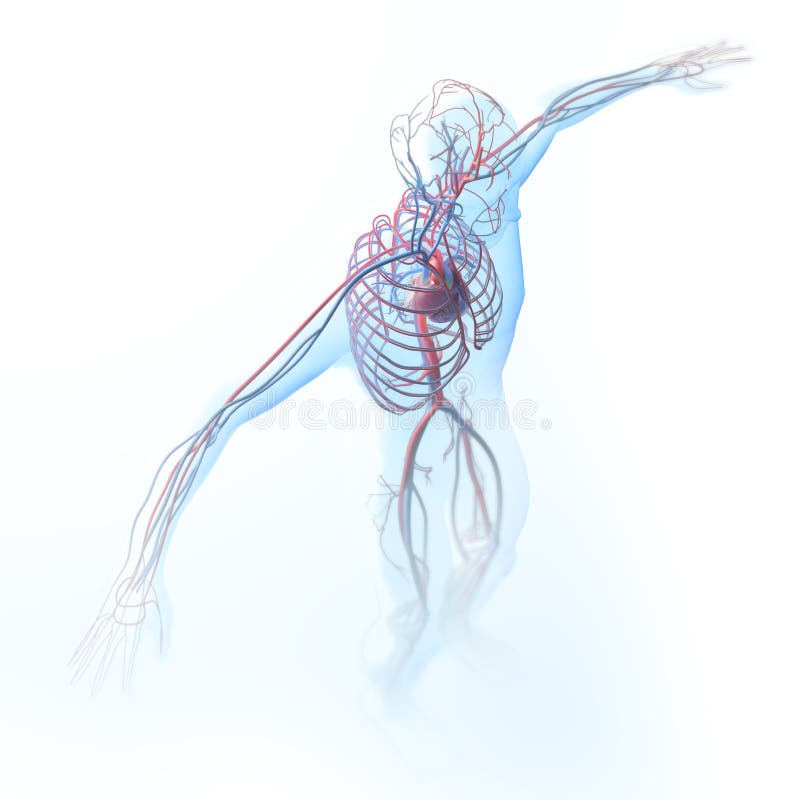 Système Circulatoire Humain Illustration de Vecteur - Illustration du ...