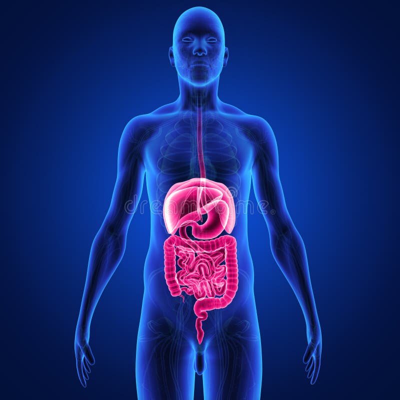Appareil digestif illustration stock. Illustration du anatomie - 46119566